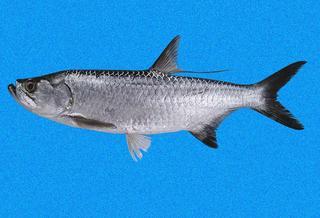 Artes de Pesca: VAMOS A PESCAR SÁBALO