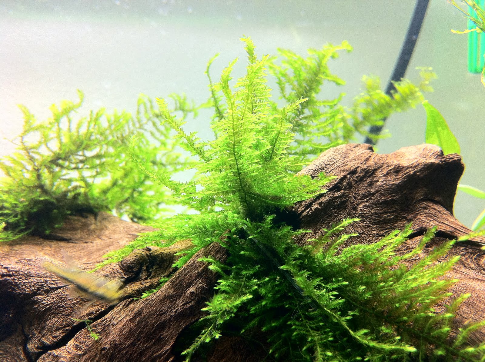 Emboli's Aquariums: EHEIM OPAL - Peacock moss growth photo