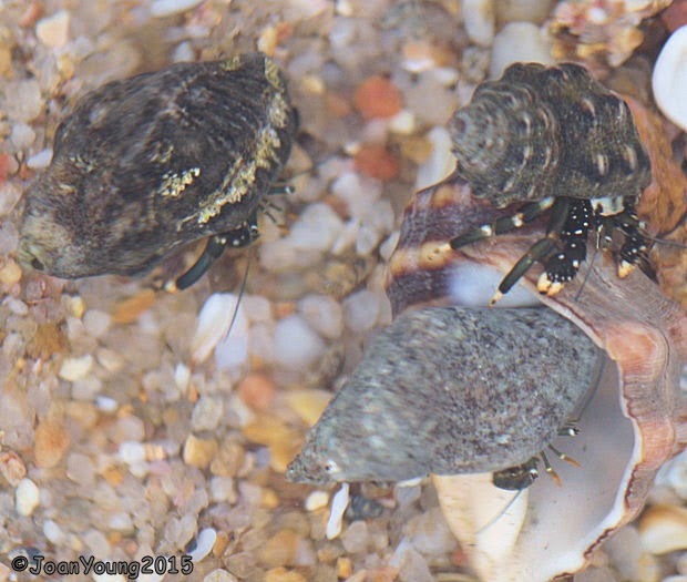 South African Photographs: Hermit Crab fight - Yellow-banded Hermit ...