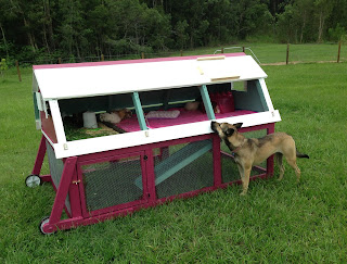 All Things Guinea Pig: Caviary Setup