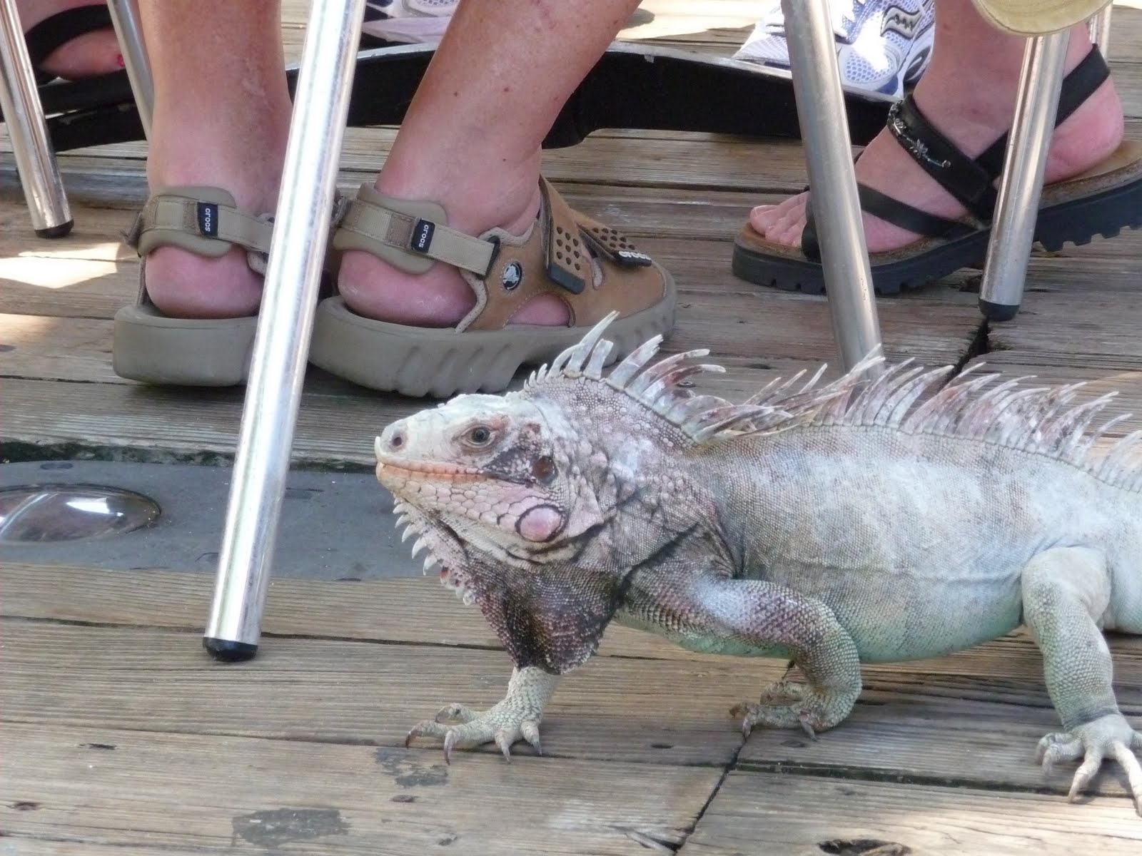 Tracey Friley's OneBrownGirl.com® - Culture. Diversity. Humanity ...