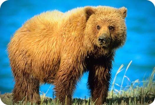 Wisdom Chronicles: Artemis: Ancient Mother and Lady of the Wilderness