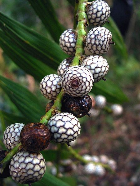 Amazing Photos of Yantok/Rattan Fruit - Everything About Garden