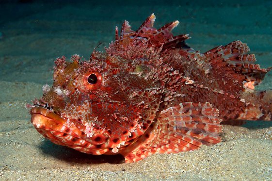 Scorpionfish - Fishes World - HD Images & Free Photos
