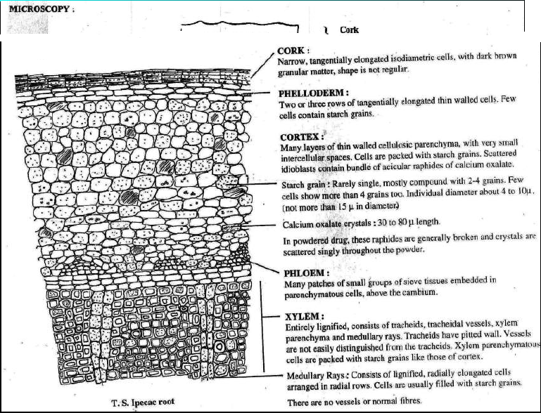 .: T.S & Their Characteristics