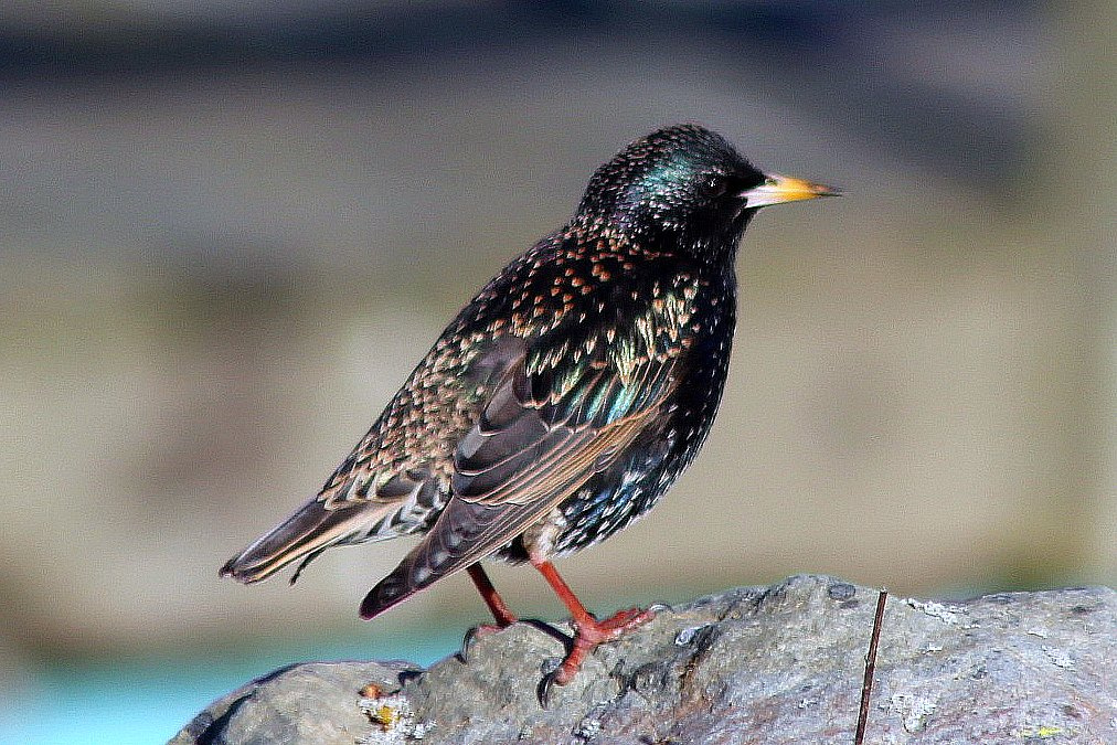 Species of UK: Week 27: Starling (‘Sturnus vulgaris’)