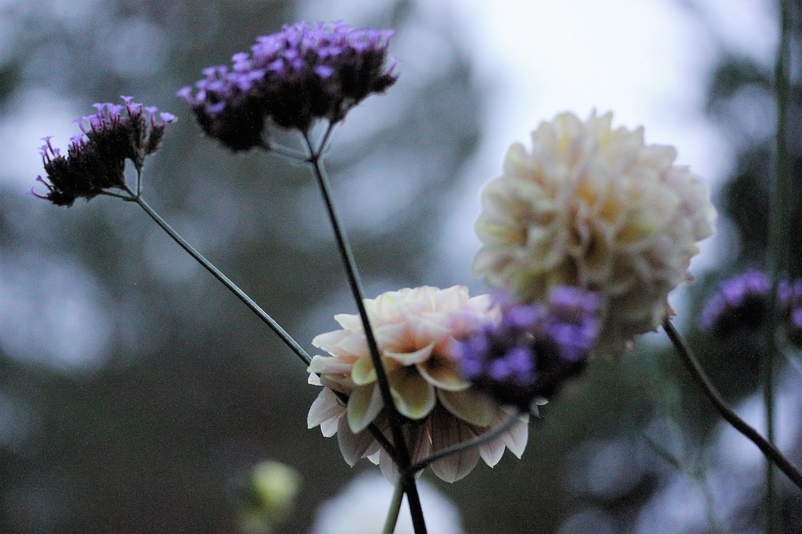 hagen vår: Dahlia - georginer