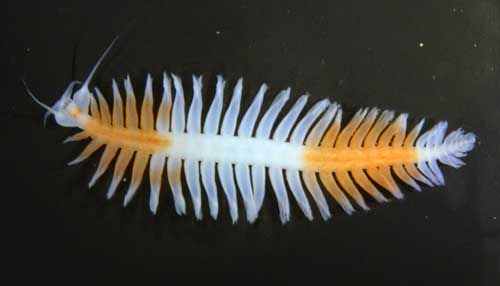 Two months in Antarctic seas: 05.02.2013 - Snow petrels