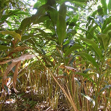 MALINALLI · herbolaria médica: CARDAMOMO, cardamom - Elettaria cardamomum