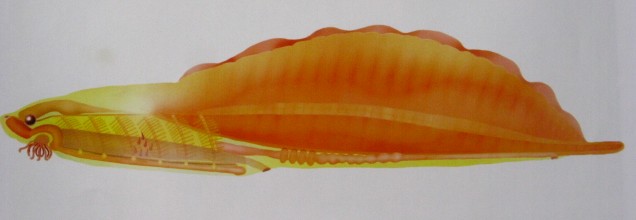 PaleoStories: I tesori di Chengjiang e l'origine della corda