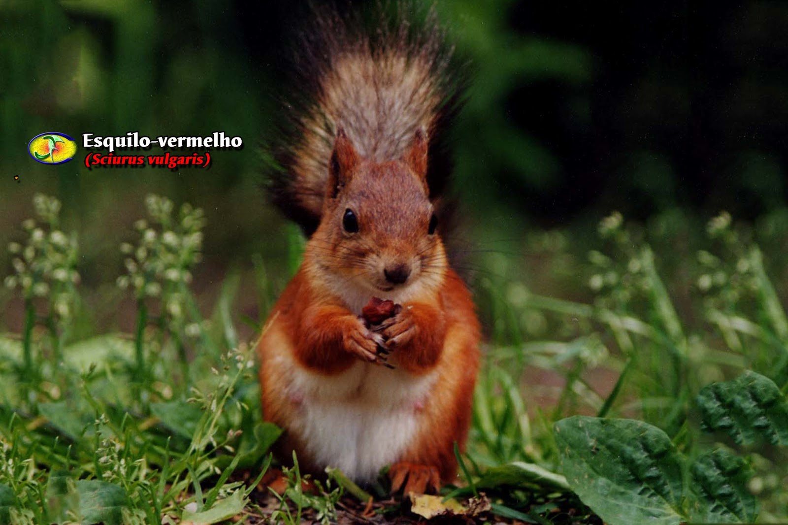 Zoologia: Esquilo-vermelho (Sciurus vulgaris)