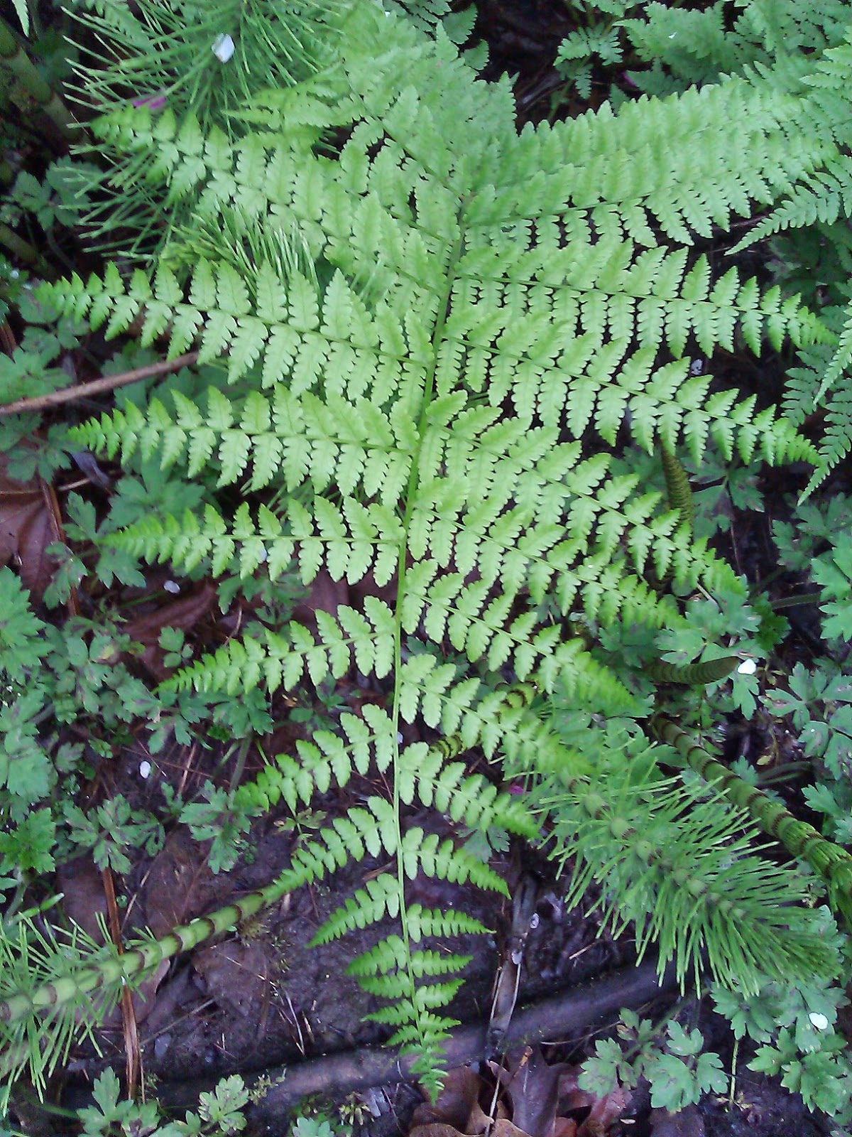 ENVIR 280: Ravenna Park : Plants