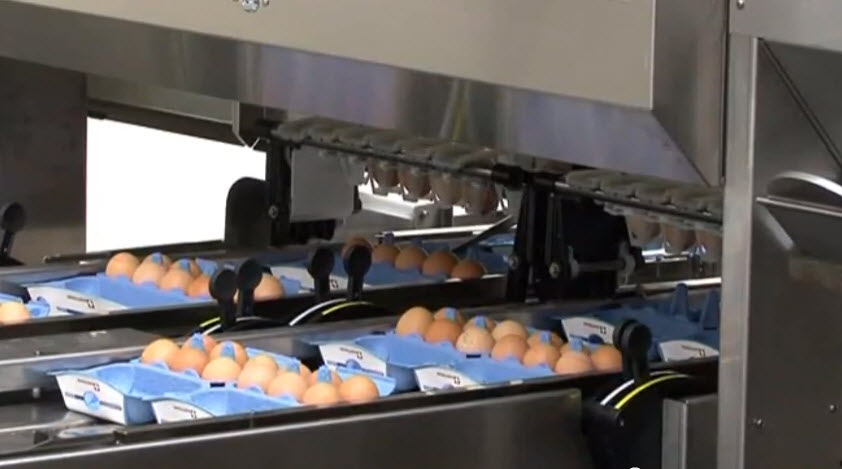 เครื่องคัดแยกไข่เพื่อบรรจุลงแผงของ Moba Prima 2000 egg grading machine ...