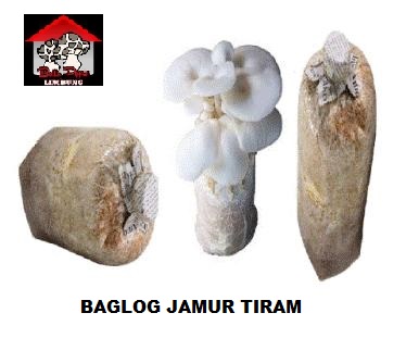 APA ITU BAGLOG JAMUR TIRAM ~ B