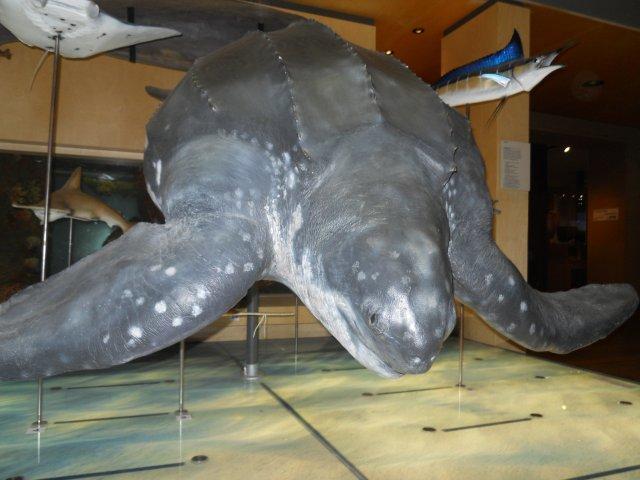 Hancock Museum, Newcastle-Upon-Tyne