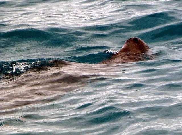 HannekeNils: Dugongs, Zeekoeien