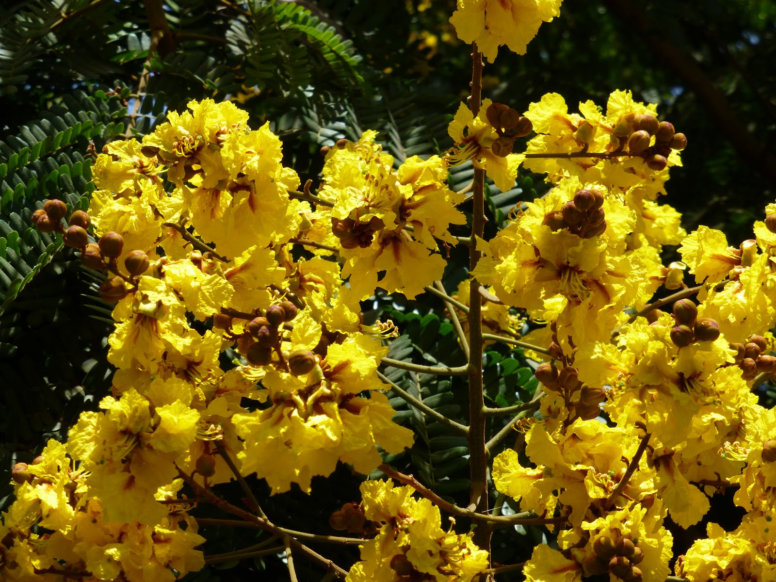 Panchendriya: PELTOPHORUM PTEROCARPUM