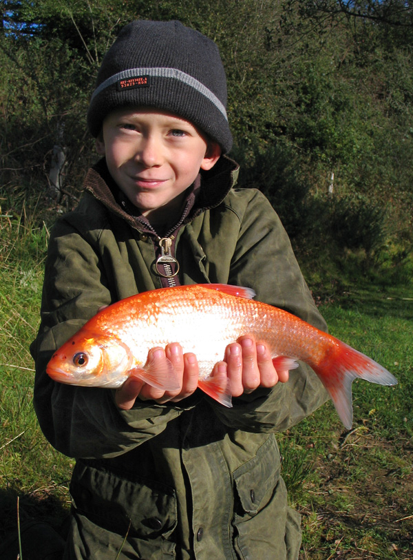 Fish of the Month October Entry - Golden Orfe!