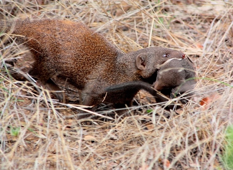 mainly mongoose: Mongooses, mambas and me