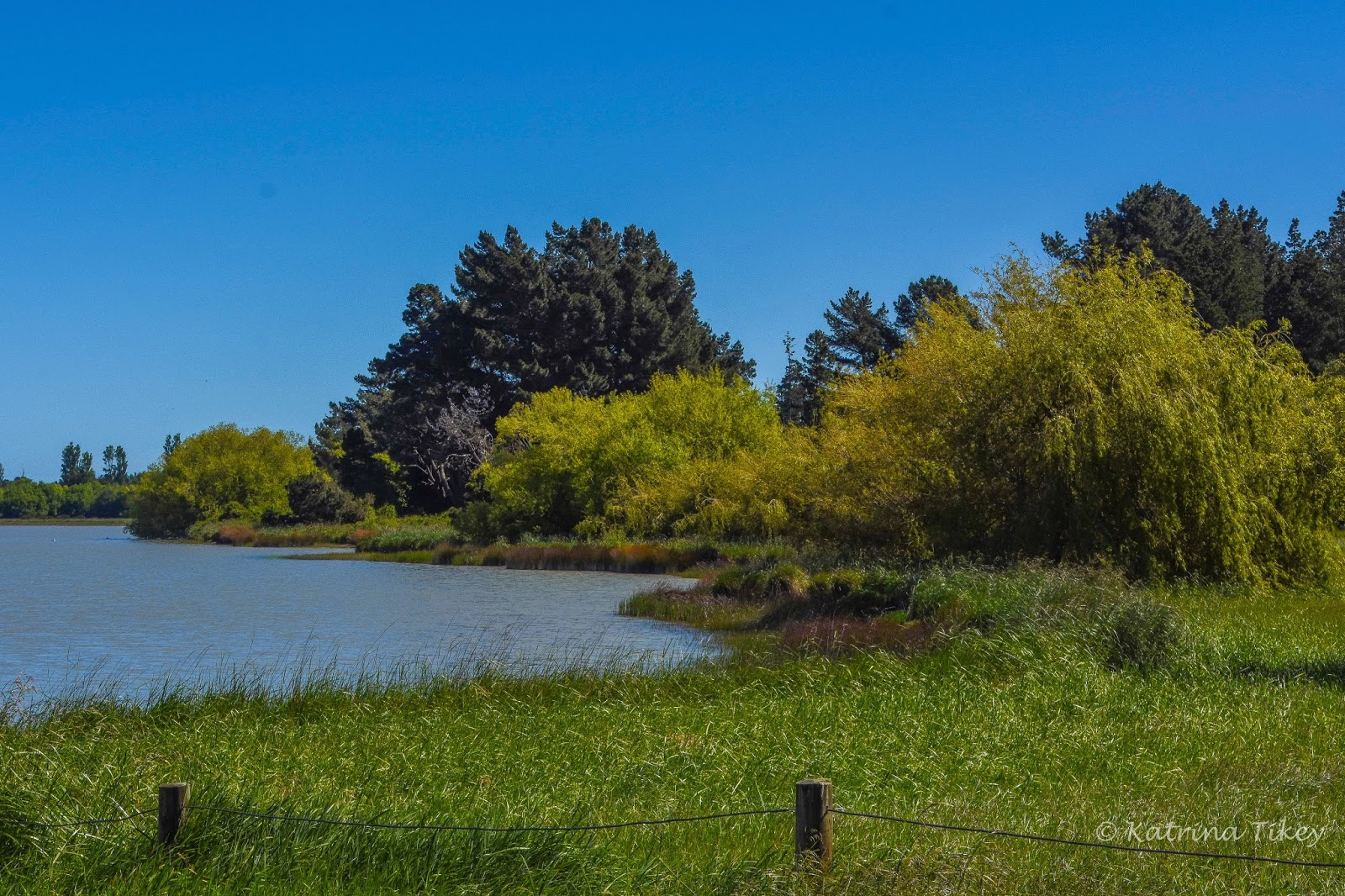 Paws Awhile: Lakeside Domain - Lake Ellesmere