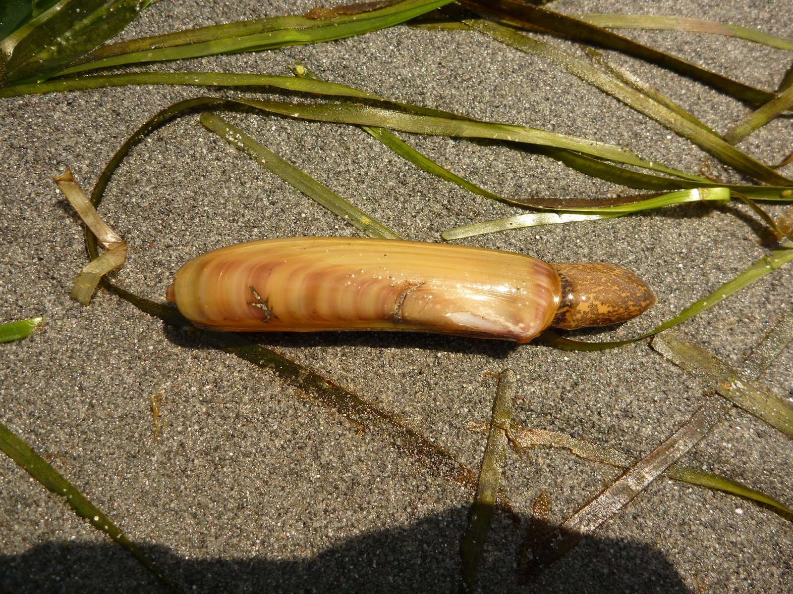 Buzz's Marine Life of Puget Sound: May 27, 2013