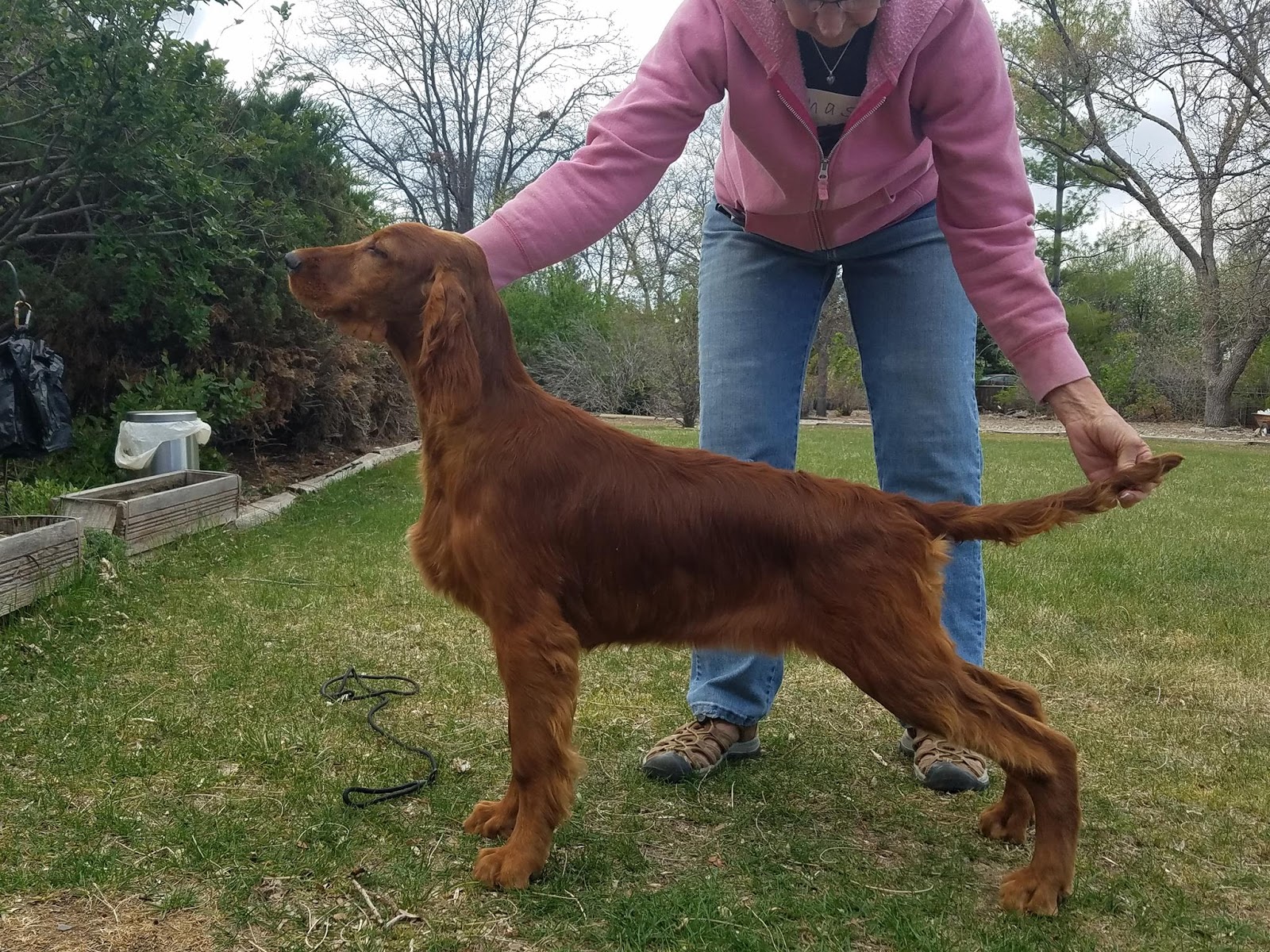 Irish Setters Irlandés Allegiance : 2019
