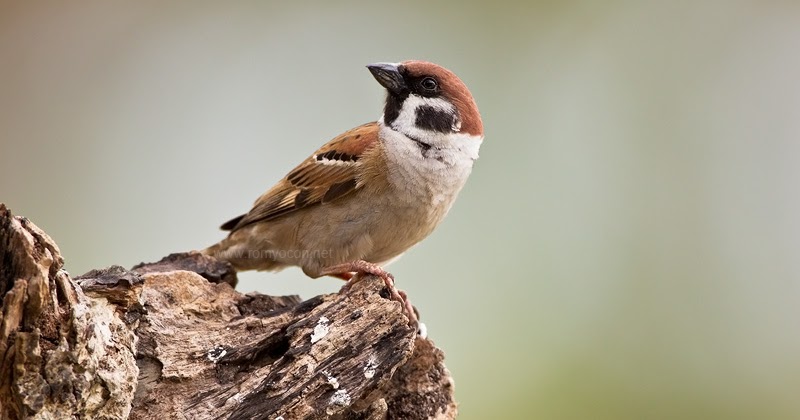 Romy Ocon's Wild Birds of the Philippines: Eurasian Tree Sparrow