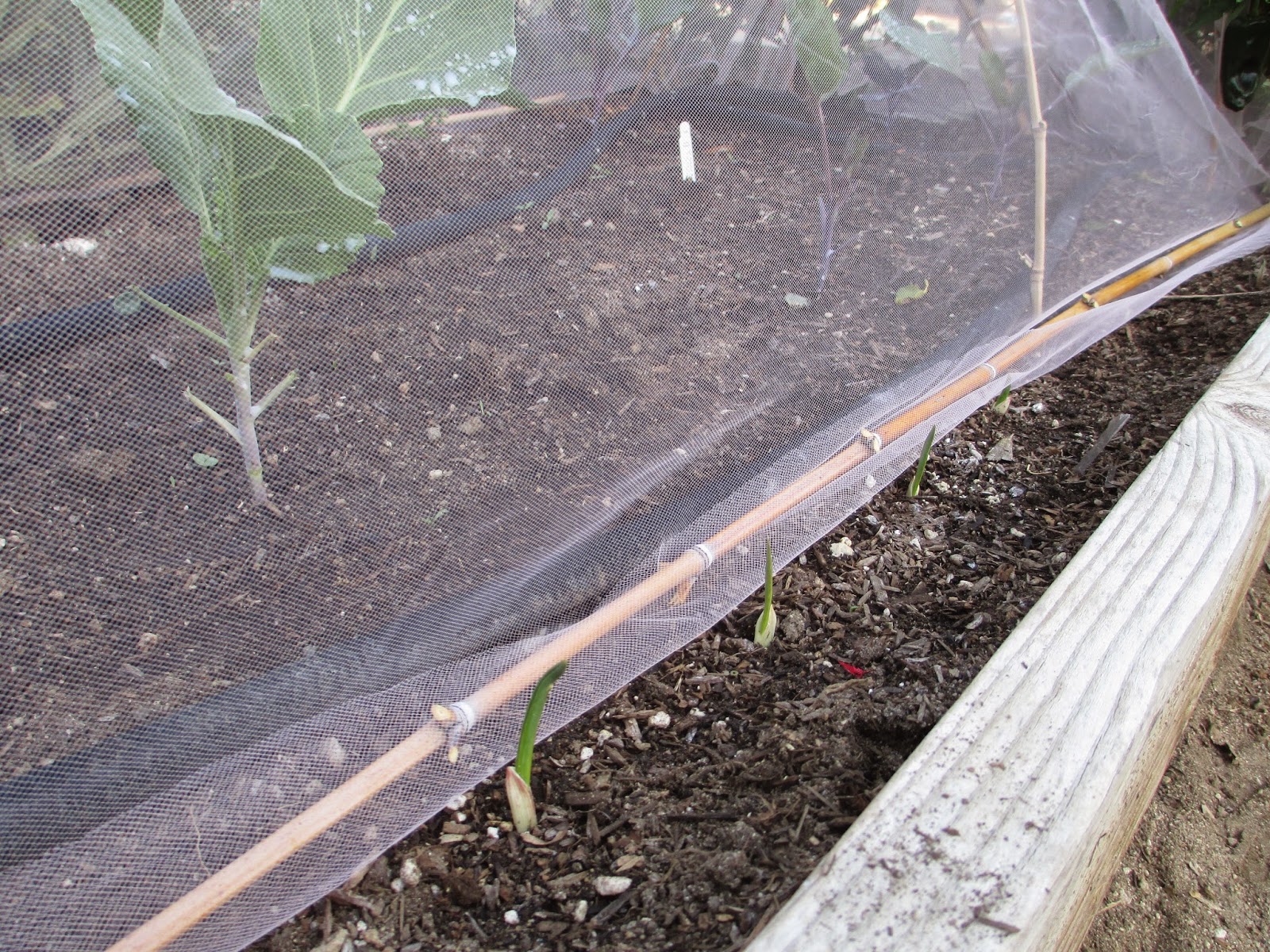 Andie's Way: Making Cabbage Row Covers