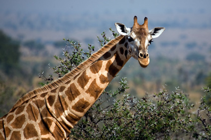 Giraffe | Animal State