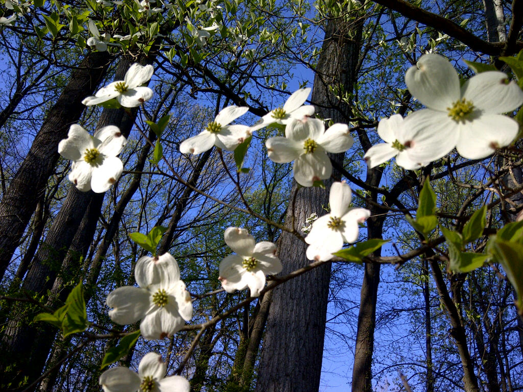 2 or 3 lines (and so much more): Willie Nelson -- "Uncloudy Day" (1977)