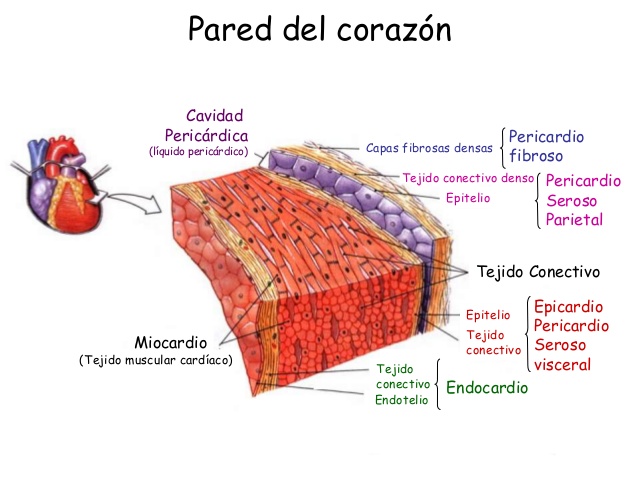 MedicinaParatodos: HISTOLOGÍA CARDÍACA