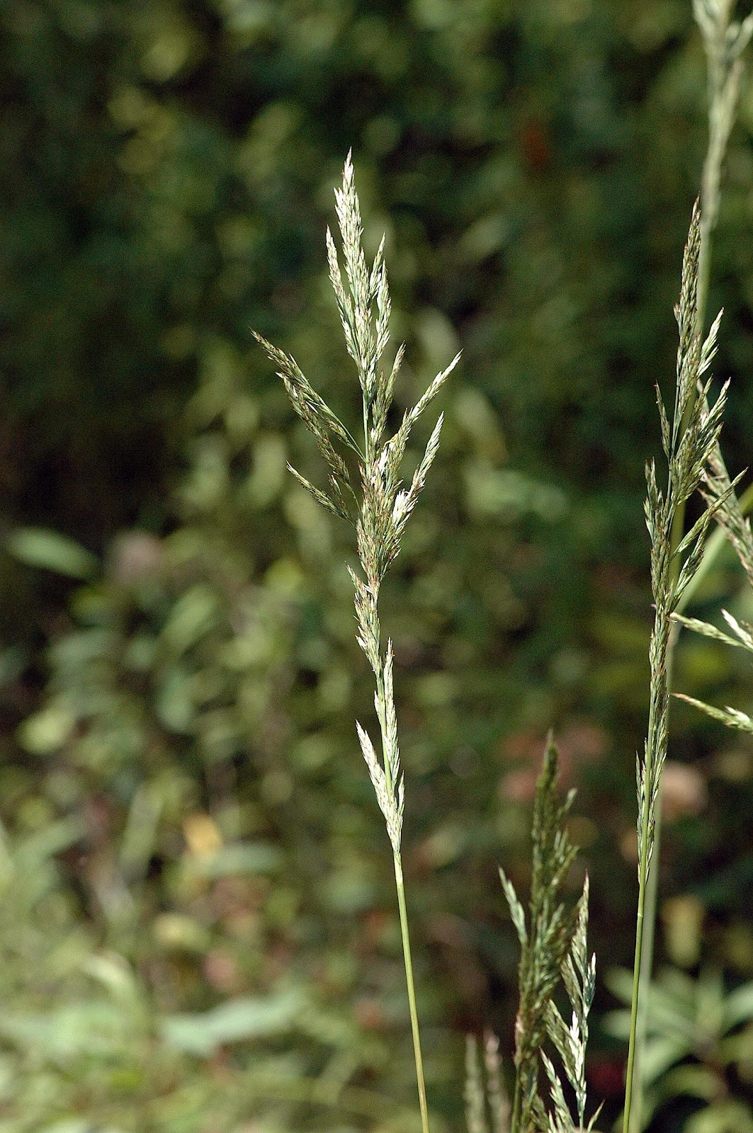 Field Biology in Southeastern Ohio: Pass The Grass