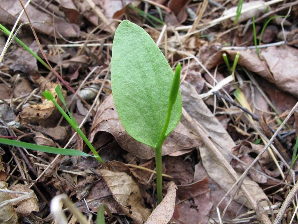 Rare Plants: Ophioglossaceae