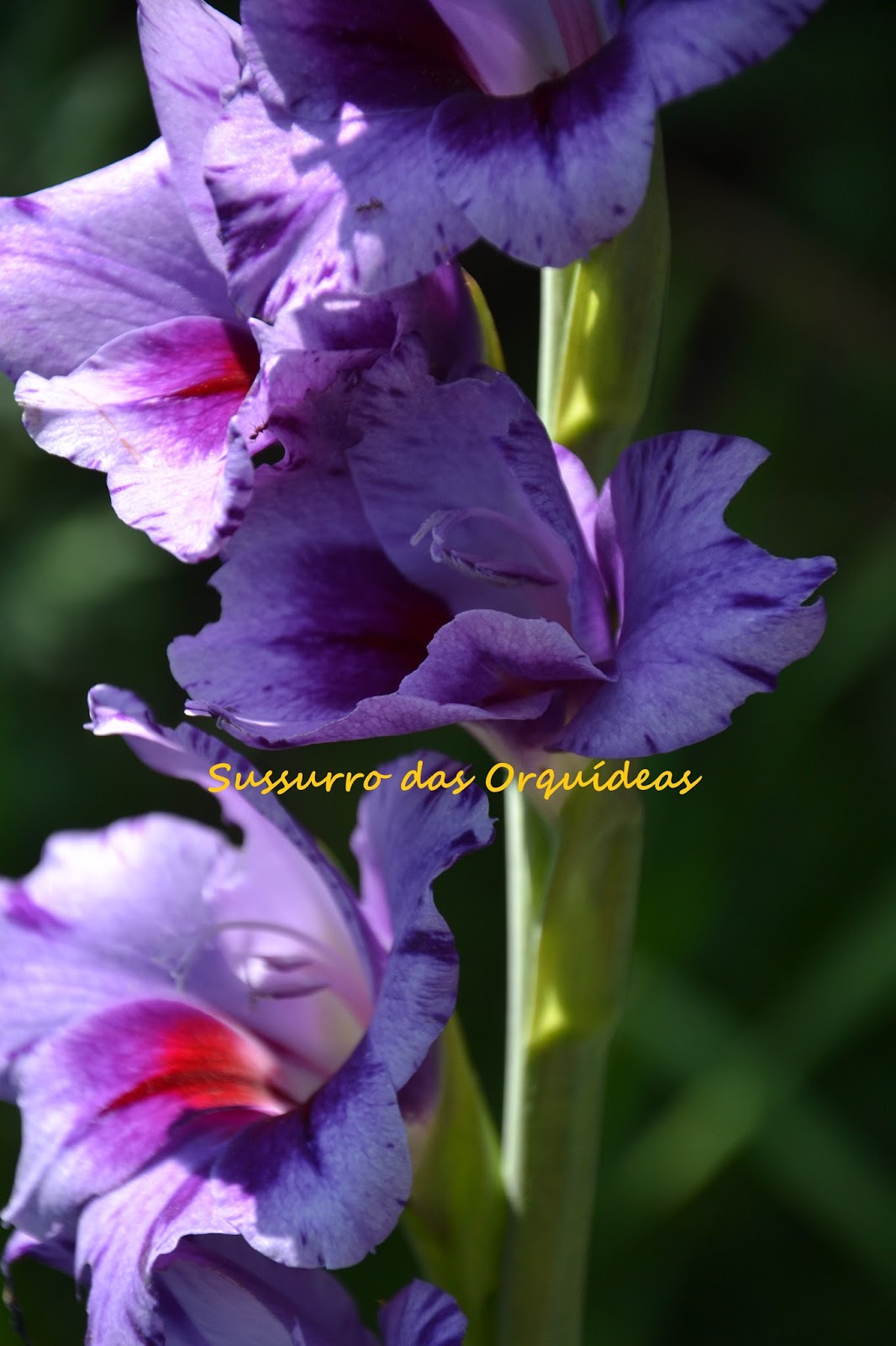 Sussurro das Orquídeas: Gladiolus 'Passos'