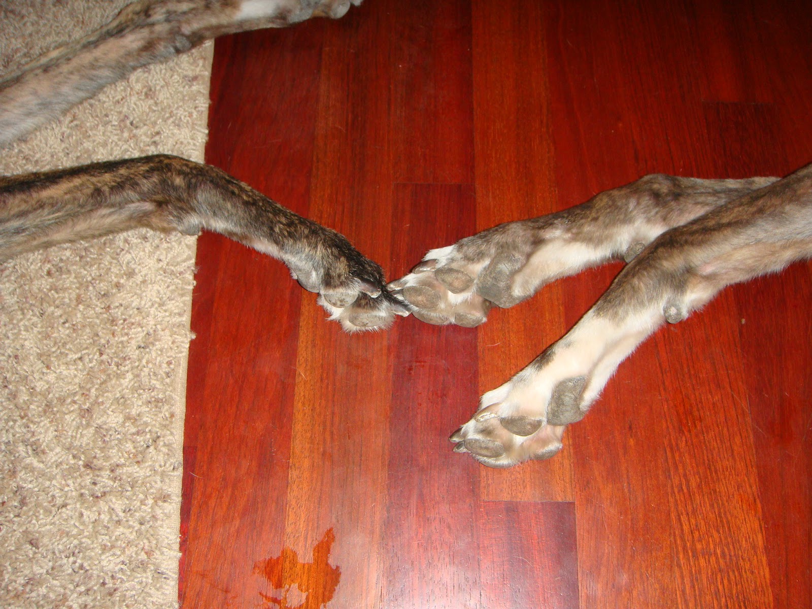 Northern Lights Greyhound Adoption Dog Blog: NLGA Photo Roundup ...