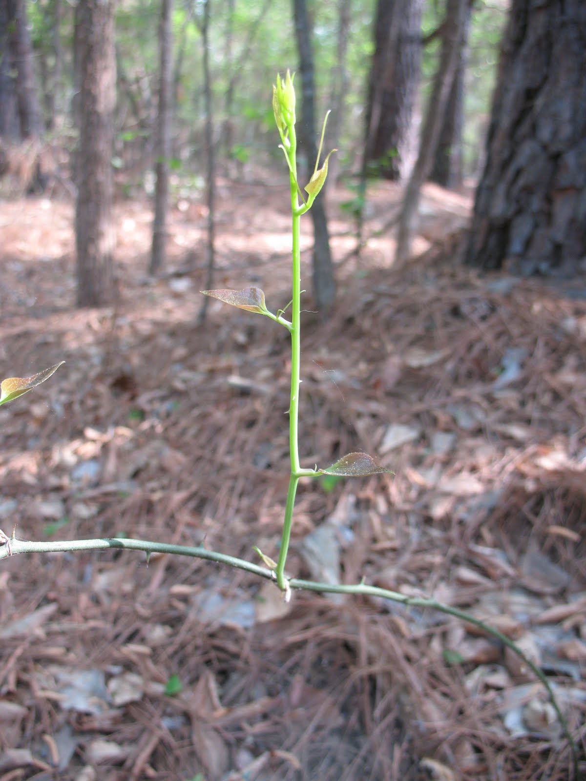 Sensible Survival: Edible Wild Plants - Green Briar Shoots