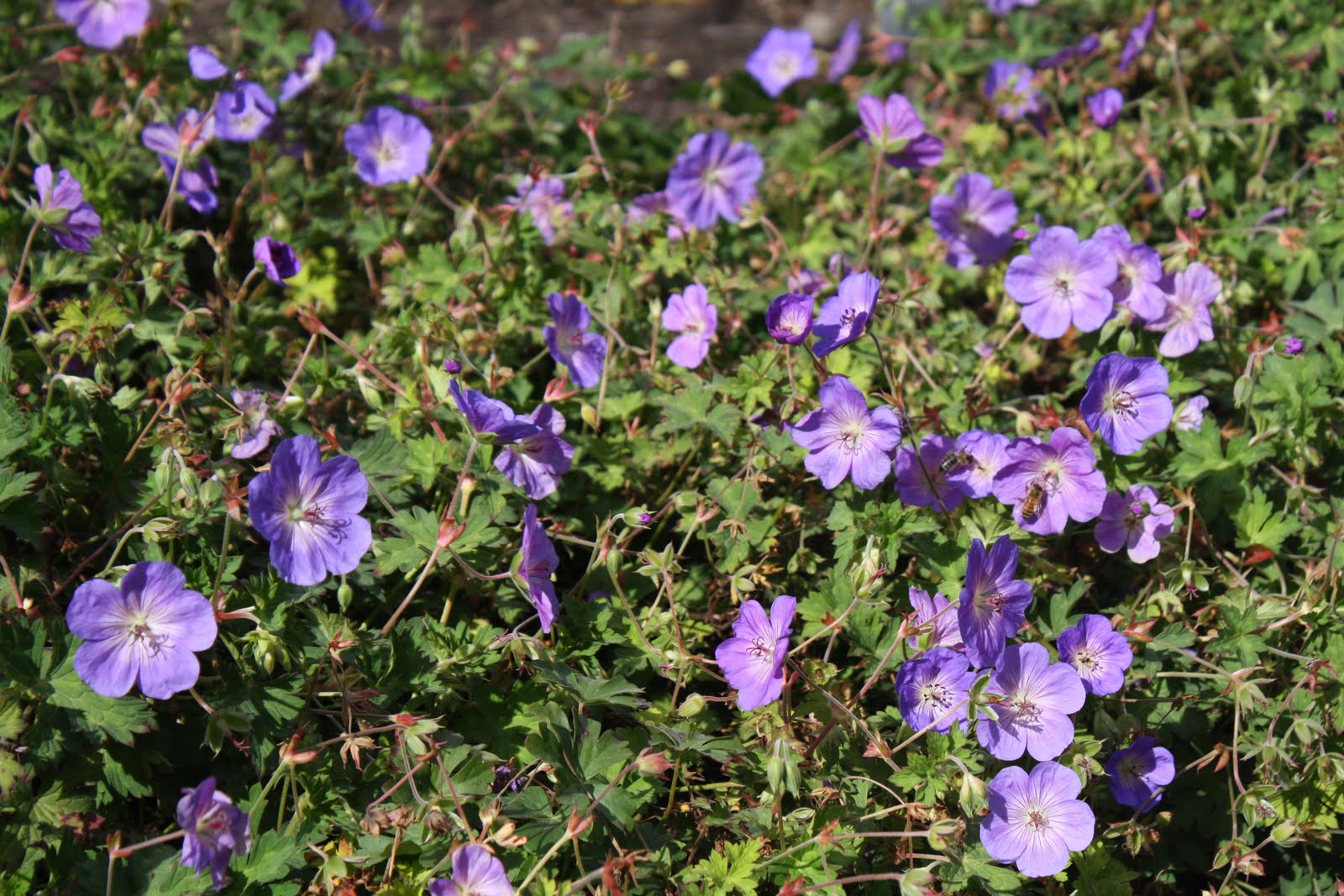 MIDWEST GROUNDCOVERS Display Gardens & Plant Trials: 2011