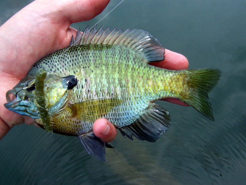 One Last Cast: Mazonia South Unit First Trip