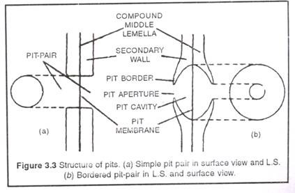 Biology Club: Overview of plant cells - Part 1 Structure and function ...