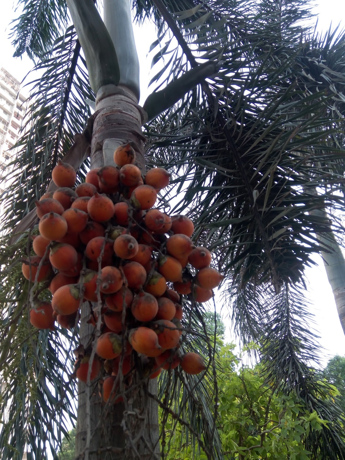 Garden Care Simplified: Wodyetia bifurcata The Fox Tail Palm loaded ...