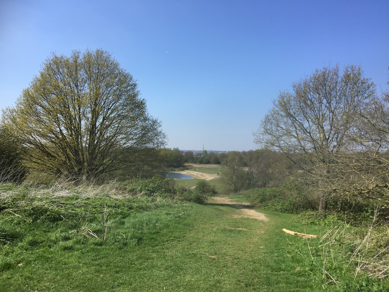 Non-Stop Birding: Acid Grassland Restoration at Mitcham Common