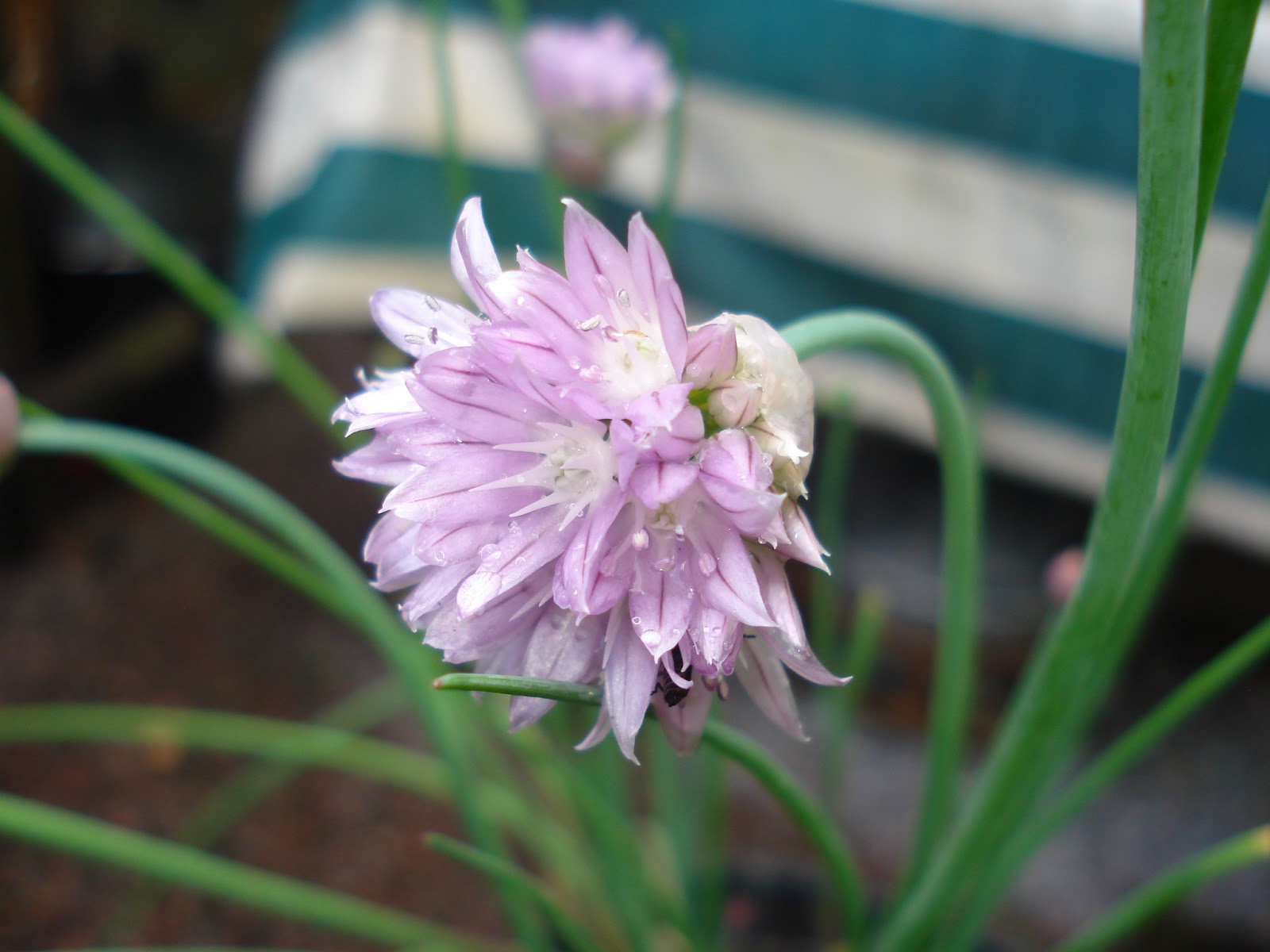 Distintas Direcciones: Flores de la familia de la Cebolla