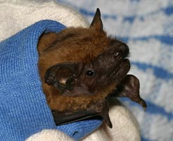 Raisin Rabbit, Bat Detective