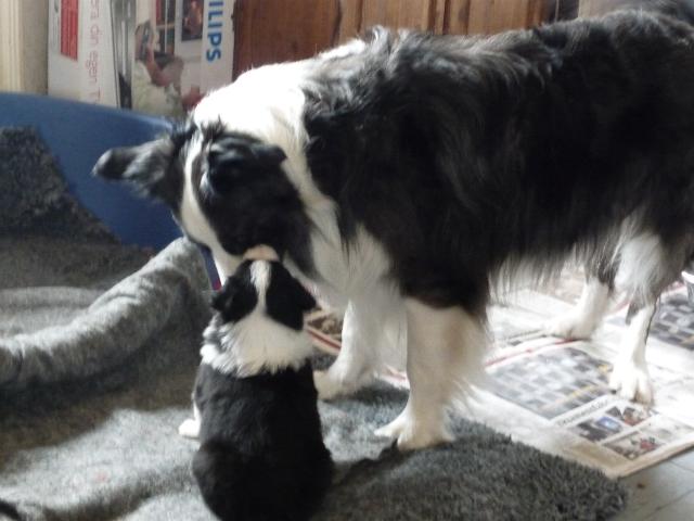 Velkommen til Maliway Border Collies blog