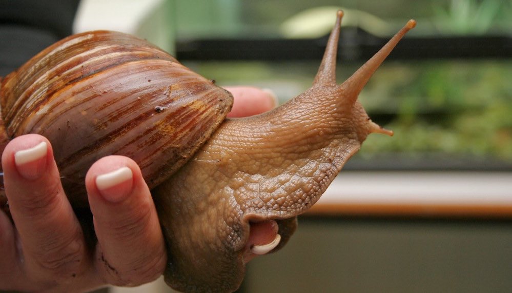 How To Start Snail Farming In Nigeria