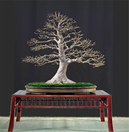 Walter Pall Bonsai Adventures: Japanese Maple #11