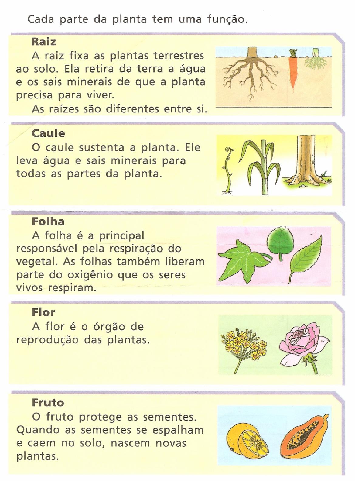 TEIA DA VIDA - CONHECER PARA PRESERVAR!: REINO DAS PLANTAS - SUGESTÕES