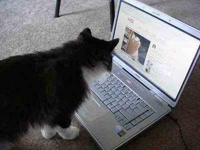 Also - Fun | Funny Pictures: Funny Cats With Computers - Funny Pictures