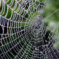 NUTTY FACTS: Spider webs