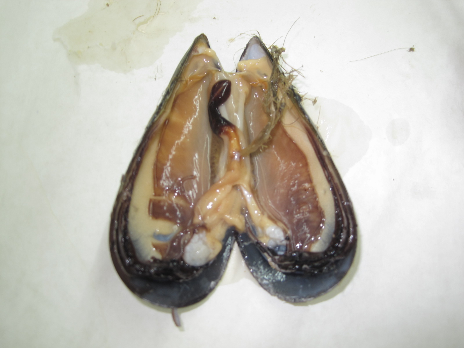 DEPARTAMENTO DE BIOLOGIA Y GEOLOGIA IES EUROPA (ÁGUILAS-MURCIA ...